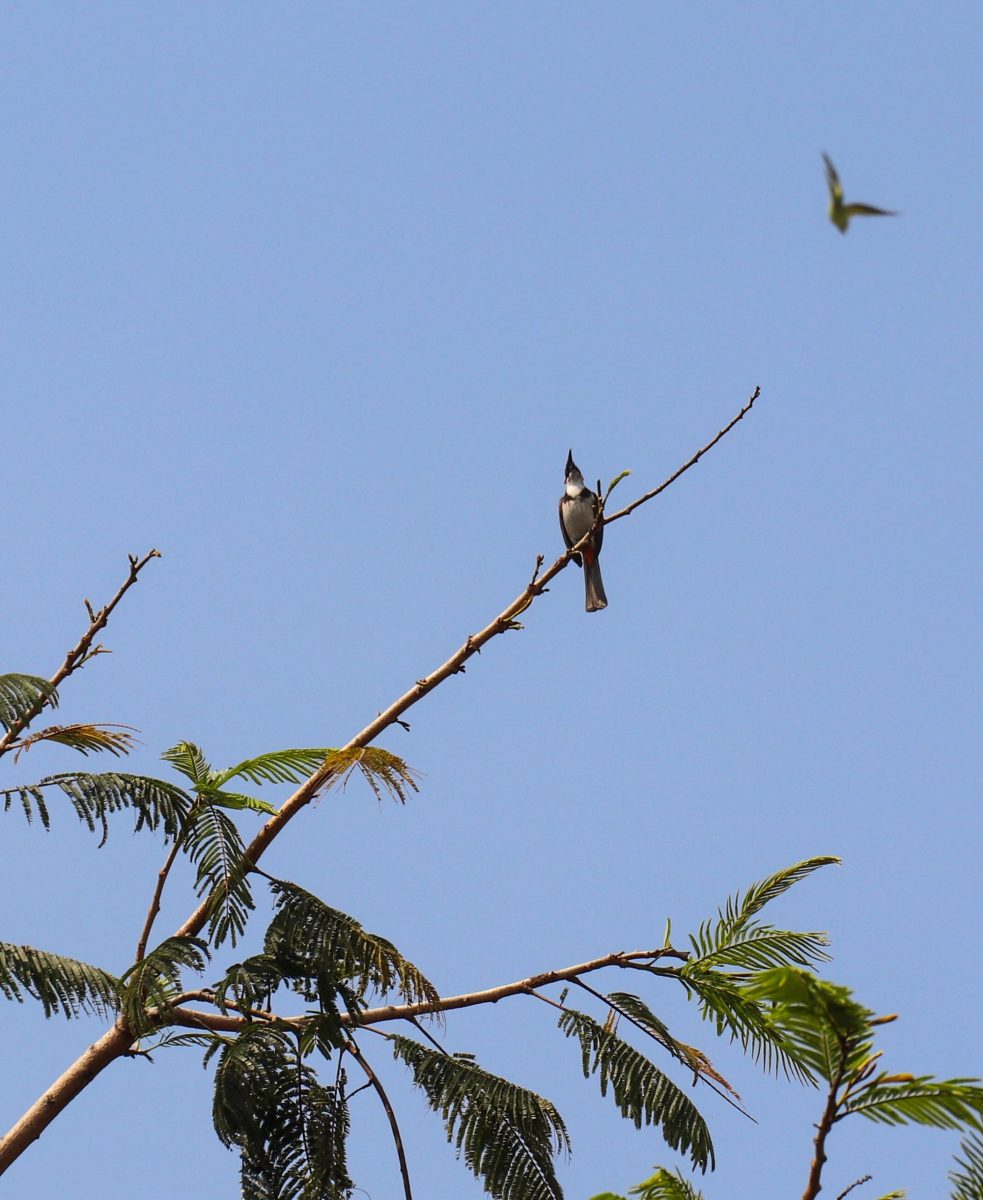 Hello, Bird! – happiness and food