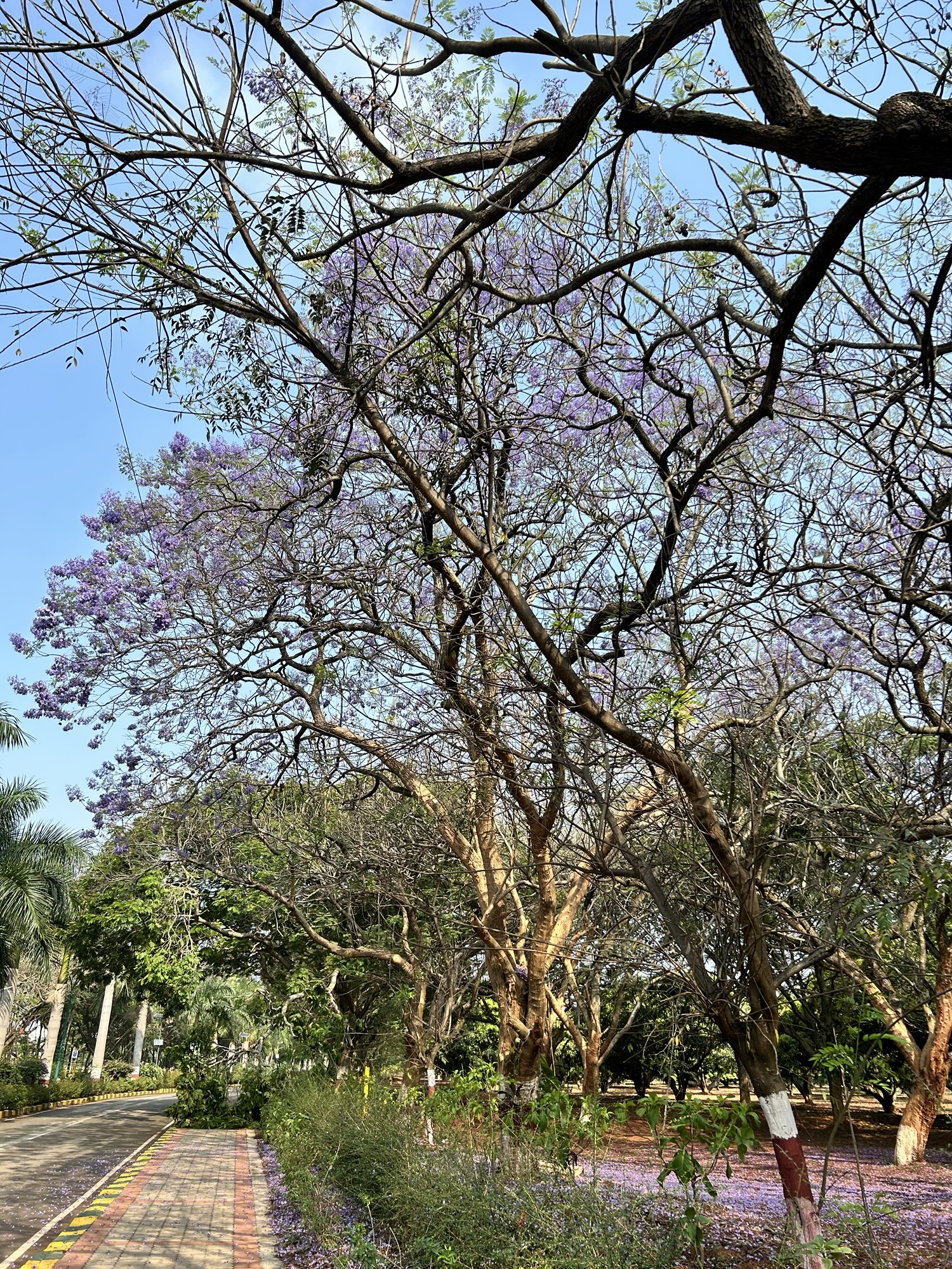 #ThursdayTreeLove – 185 – happiness and food